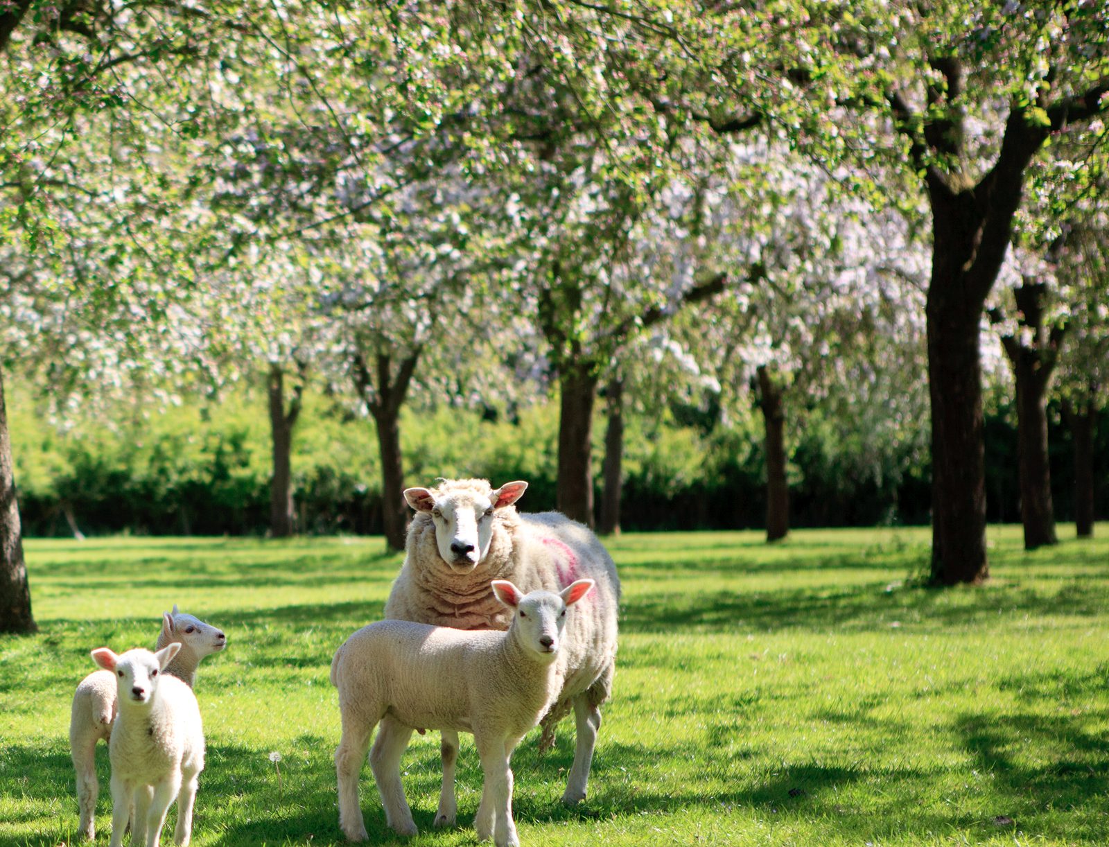 cropped-bigstock-sheep-in-the-beautiful-orchard-50816405small.jpg ...
