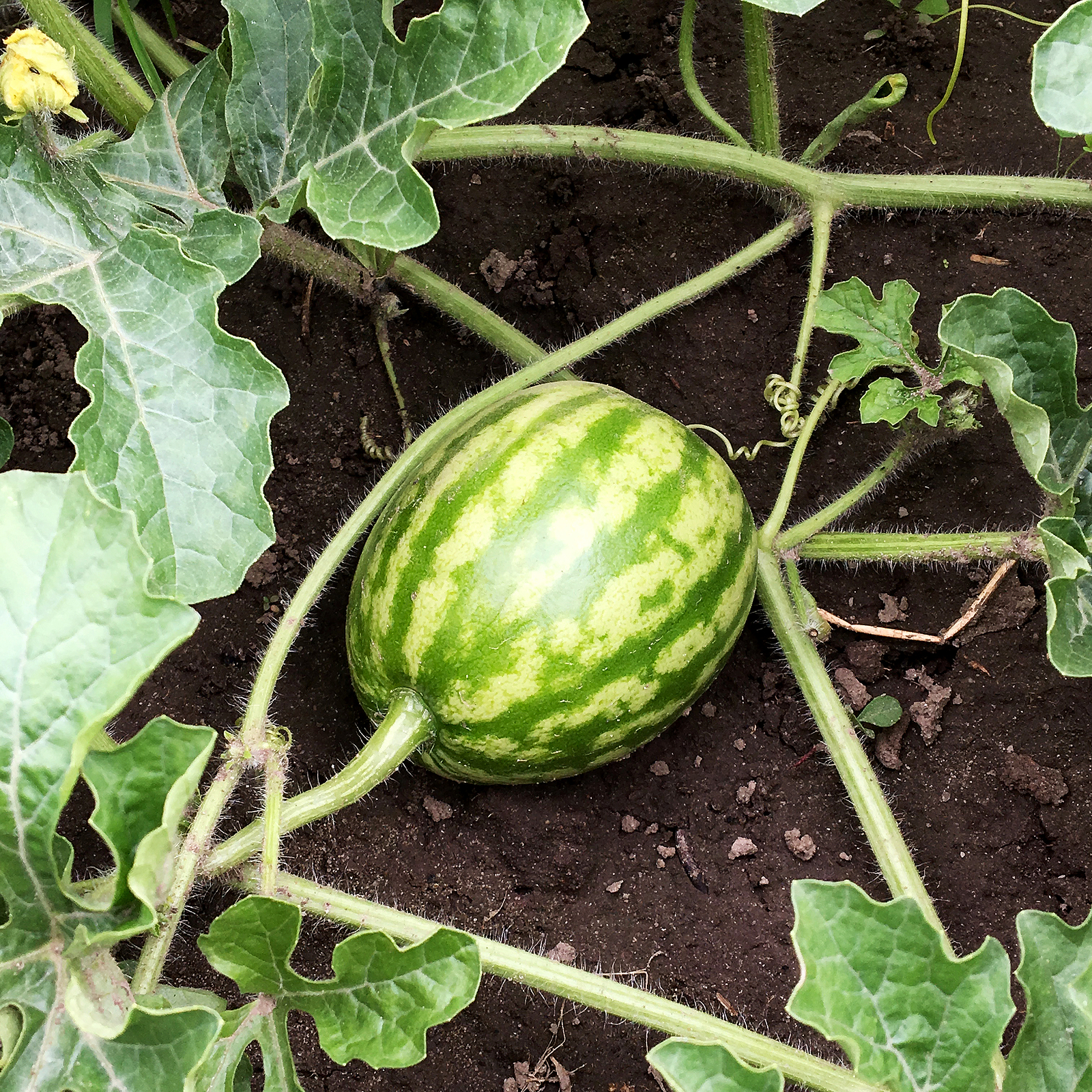 Watermelon Smiles & Dribbles – Amazing Wholeness LLC