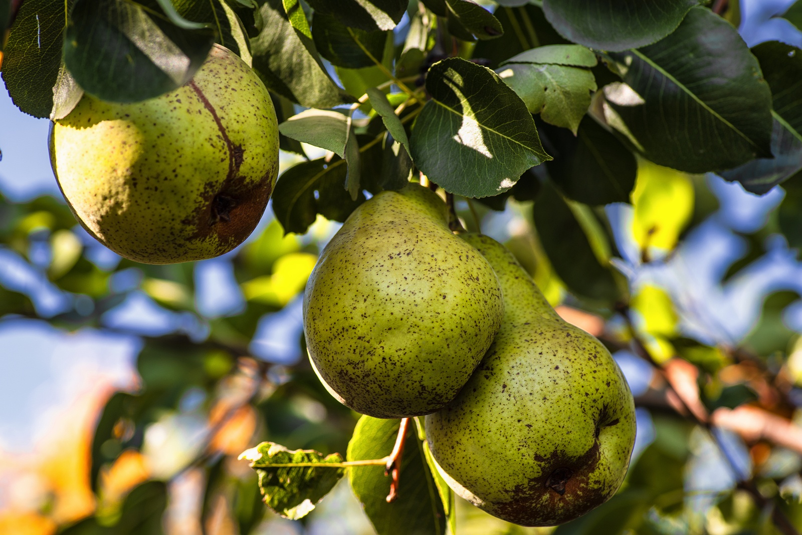 Pears – Real Food Real Taste – Amazing Wholeness LLC